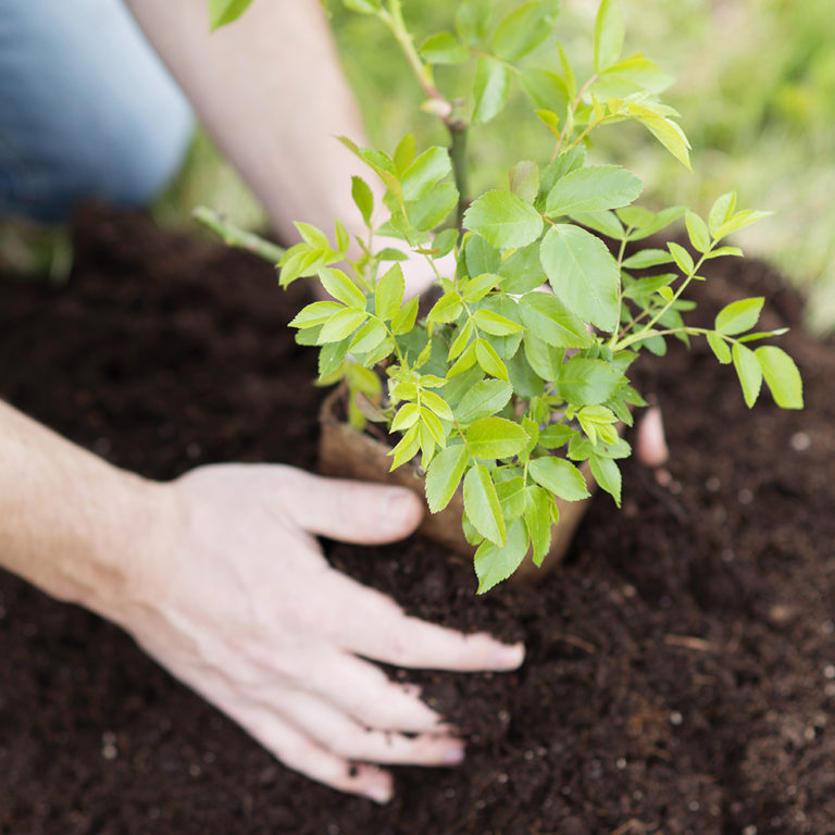 Bobs Tree Preservation | Pruning & Landscape Service